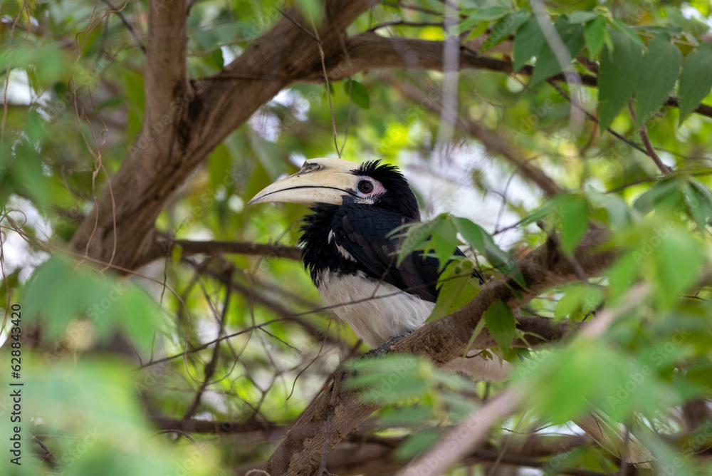 The oriental pied hornbill, Anthracoceros albirostris is an Indo ...