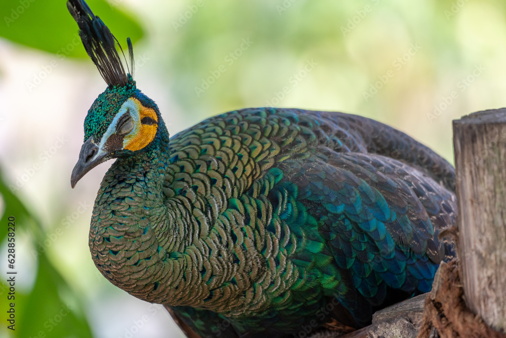 The green peafowl, Green Peacock, Pavo muticus is a peafowl species ...