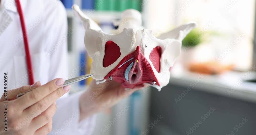 The doctor holds a medical anatomical model of the human female pelvis ...