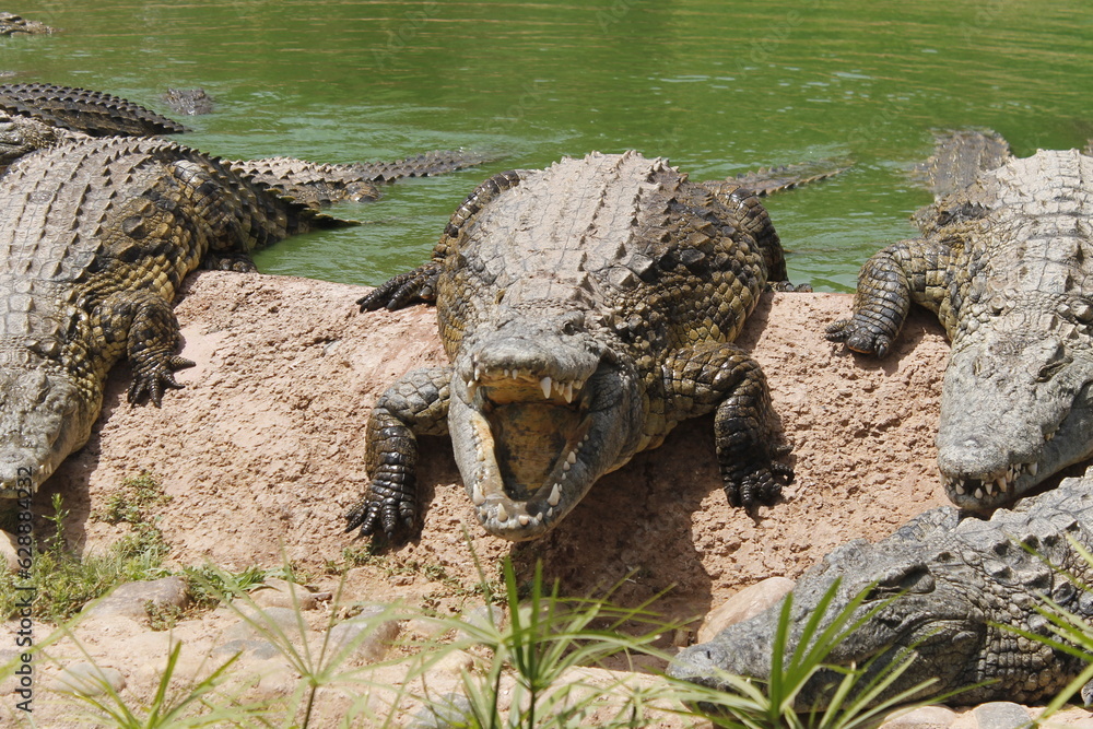 crocodile in the water. Group of crocodiles coming out of the water to ...
