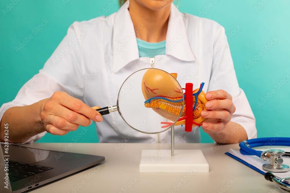 Male doctor showing a model of pancreas using magnifying glass. Early ...