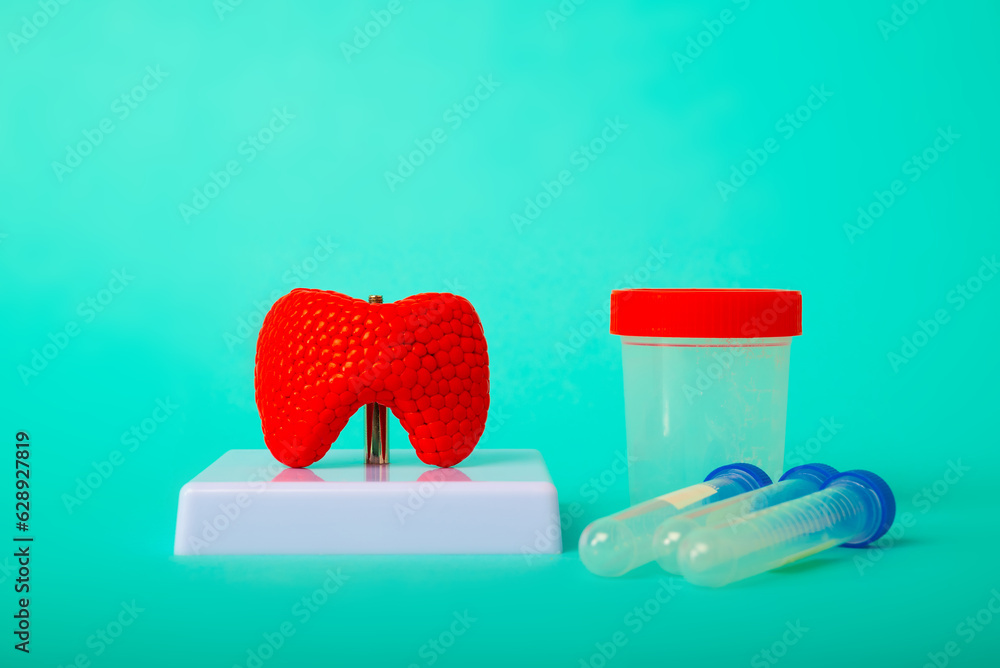 Anatomical model of human thyroid gland with test tubes and jar for ...