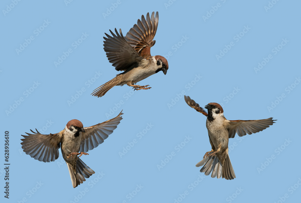 flight phases of three sparrow birds with flapping wings and feathers ...