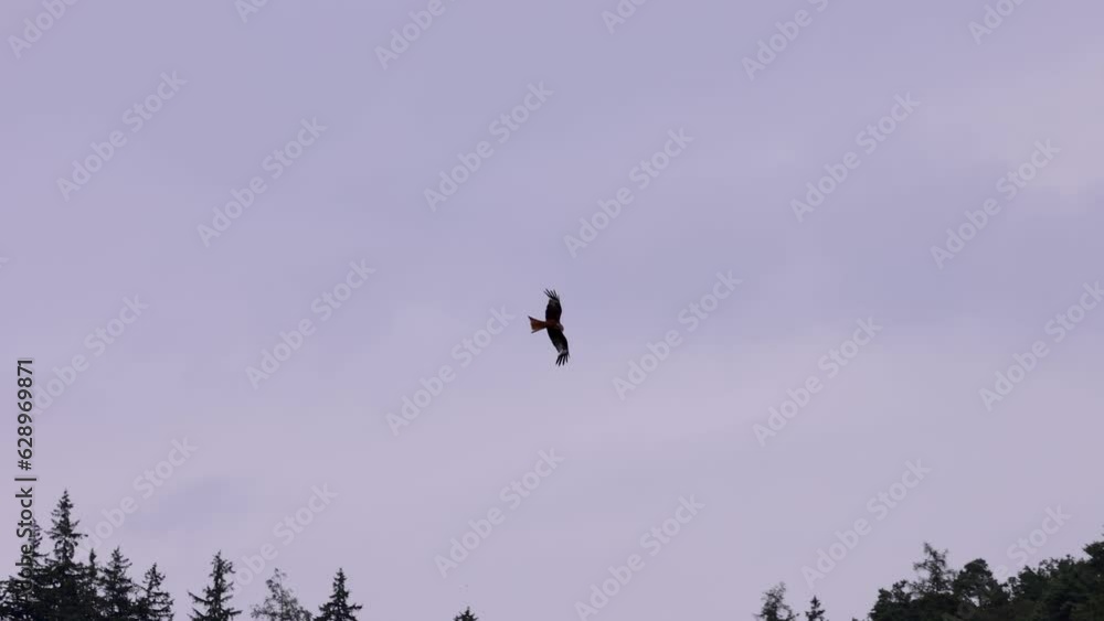 Majestic big bird flying in slow motion. Close-up bird Eagle flying low ...