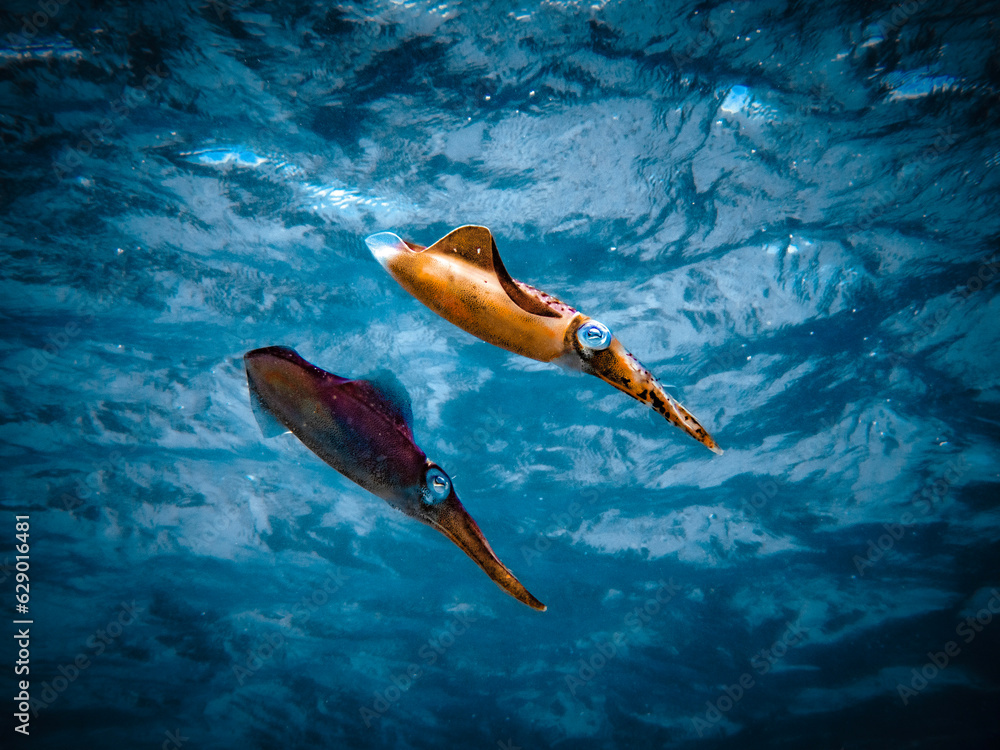 Pair of Caribbean reef squid under the waves in the Carribbean, Roatan ...