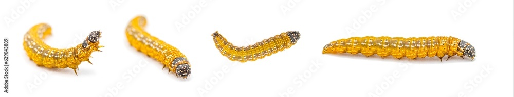 Omphalocera munroei - the Asimina pawpaw webworm moth caterpillar of ...