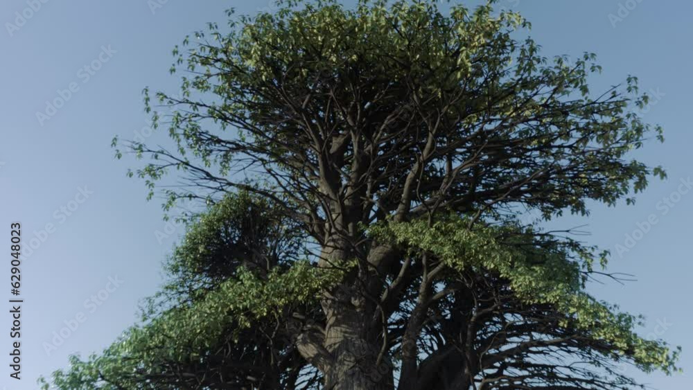 Monumental giant tree. Mother tree. Symbolic conceptual video picturing ...