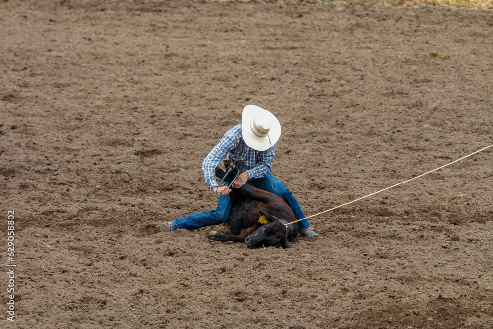 A cowboy is tying a rope around three legs of a calf in a Tie-down ...