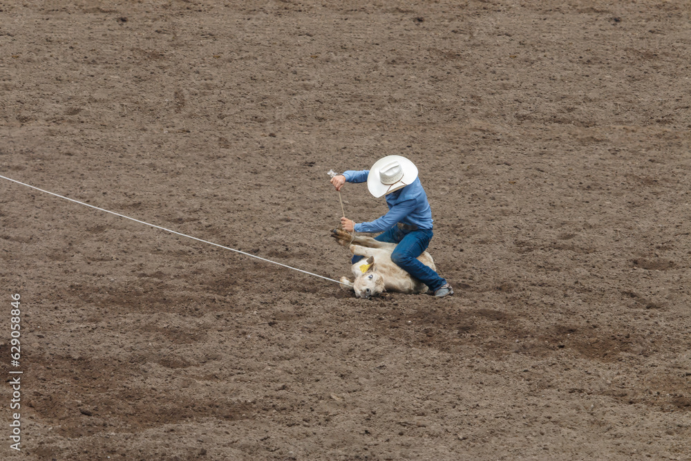 A cowboy is tying a rope around three legs of a calf in a Tie-down ...