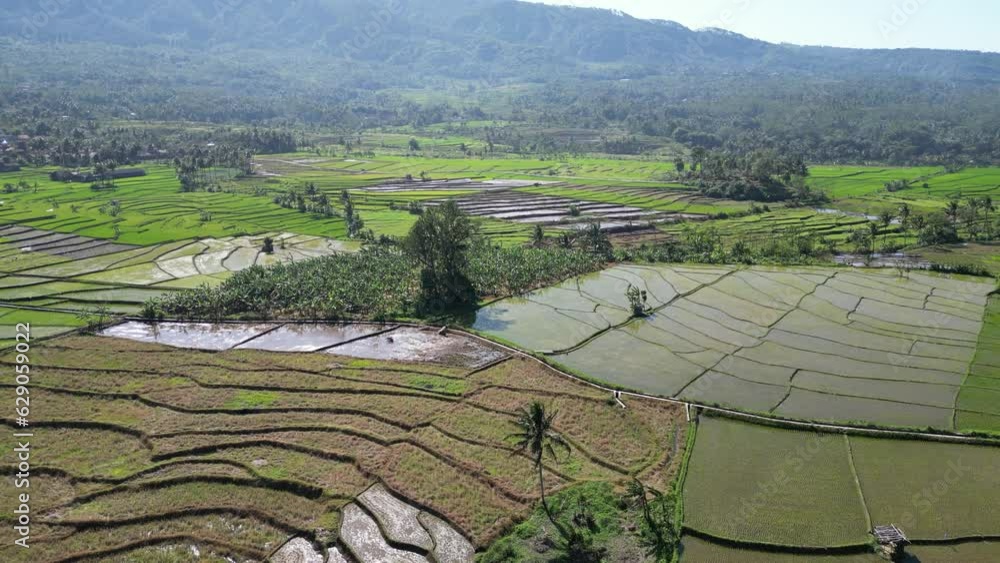 Rice Field Aerial Shot in Purwokerto, Indonesia. Beautiful 4K aerial ...