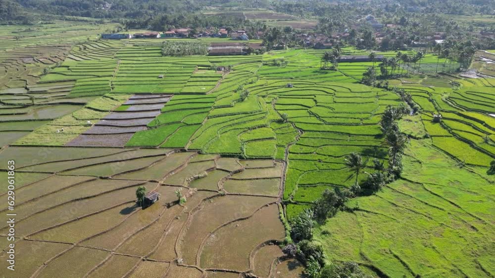 Rice Field Aerial Shot in Purwokerto, Indonesia. Beautiful 4K aerial ...