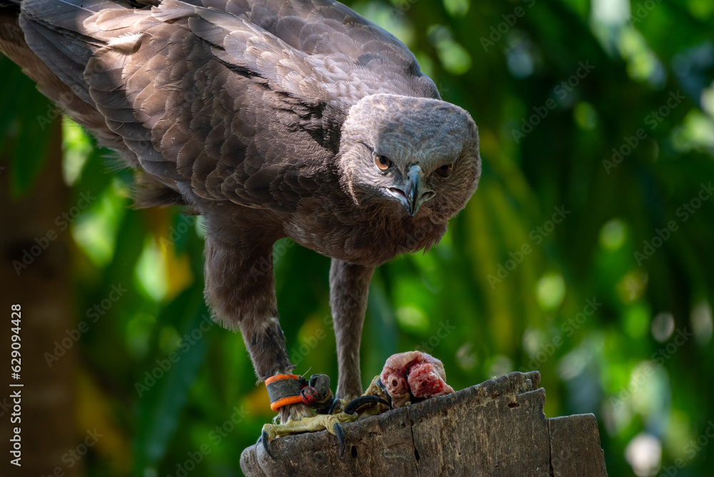 Close up of The changeable hawk eagle or crested hawk eagle, Nisaetus ...