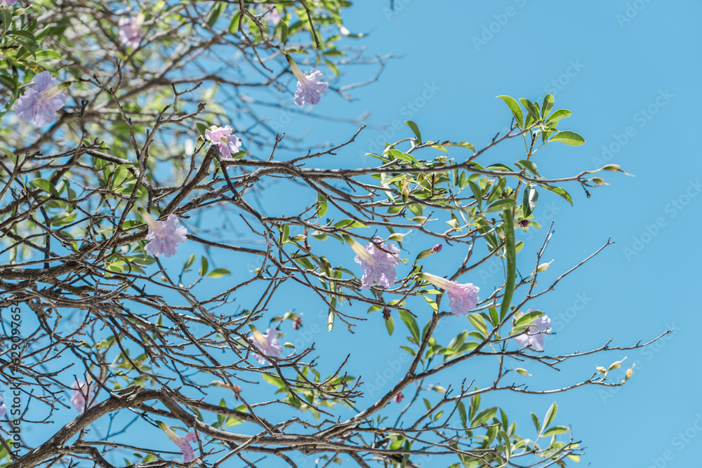 Tabebuia heterophylla, Roble blanco, pink manjack, pink trumpet tree ...