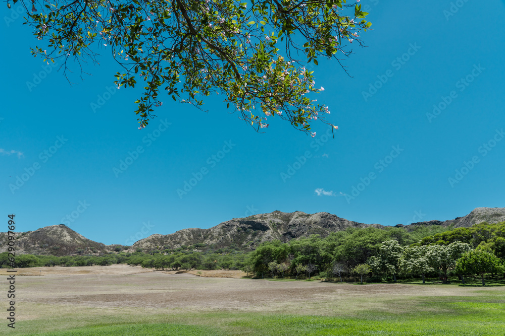 Tabebuia heterophylla, Roble blanco, pink manjack, pink trumpet tree ...