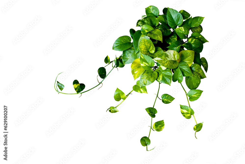Heart shaped Epipremnum aureum green leaves hanging vine plant bush of ...