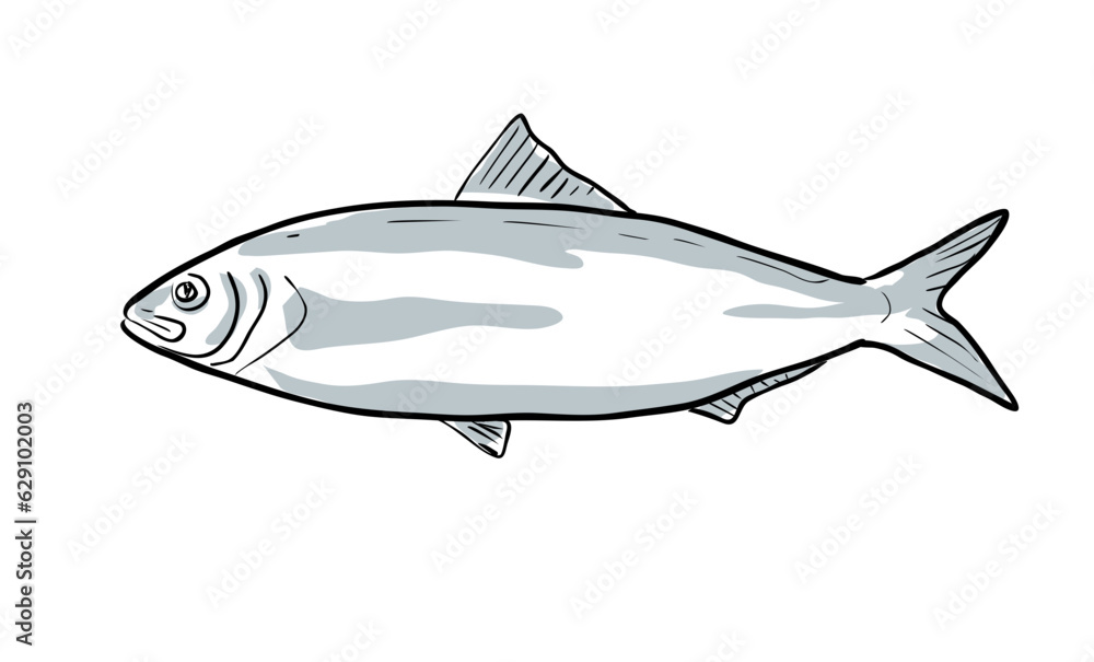 Cartoon style drawing sketch illustration of a Alabama shad or Alosa ...