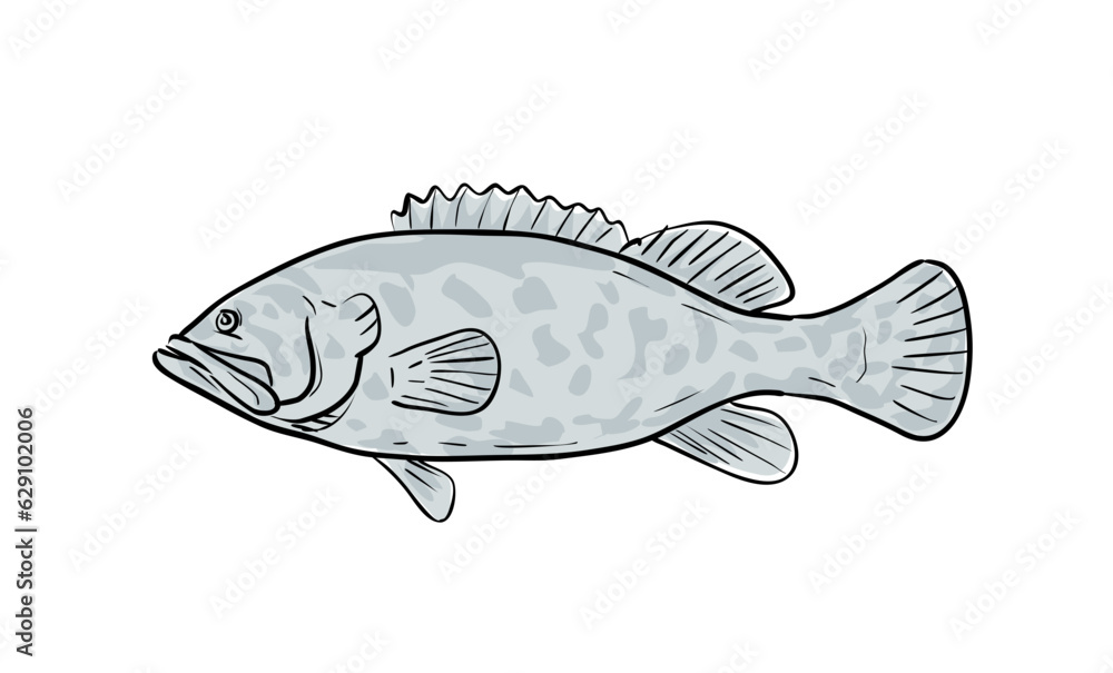 Cartoon style drawing sketch illustration of a Atlantic Goliath Grouper ...