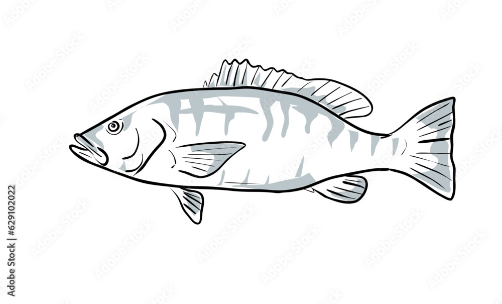 Cartoon style drawing sketch illustration of a cubera snapper or ...