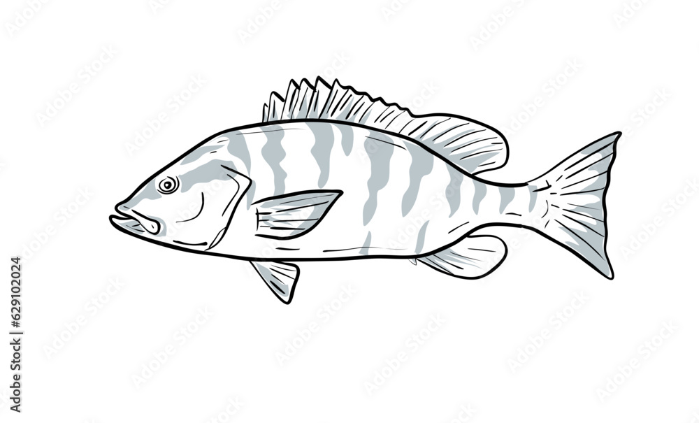 Cartoon style drawing sketch illustration of a gray snapper or Lutjanus ...
