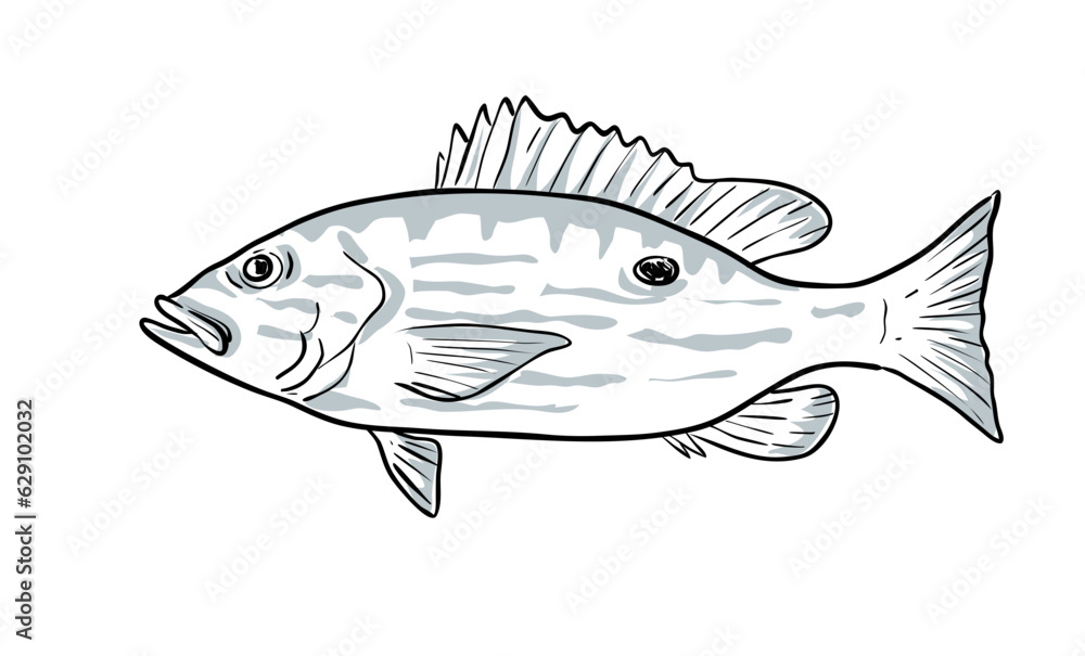 Cartoon style drawing sketch illustration of a lane snapper or Lutjanus ...
