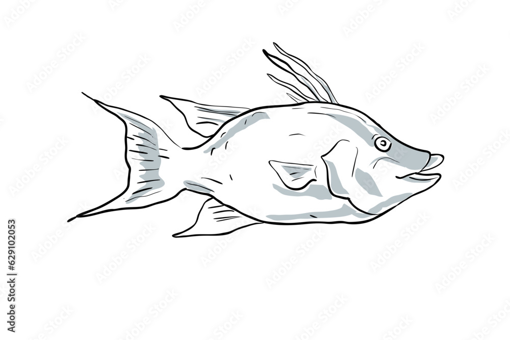 Vecteur Stock Cartoon style drawing sketch illustration of a Hogfish or ...