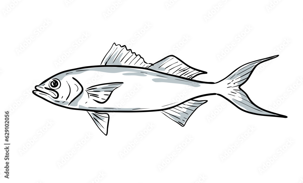Cartoon style drawing sketch illustration of a queen snapper or Etelis ...