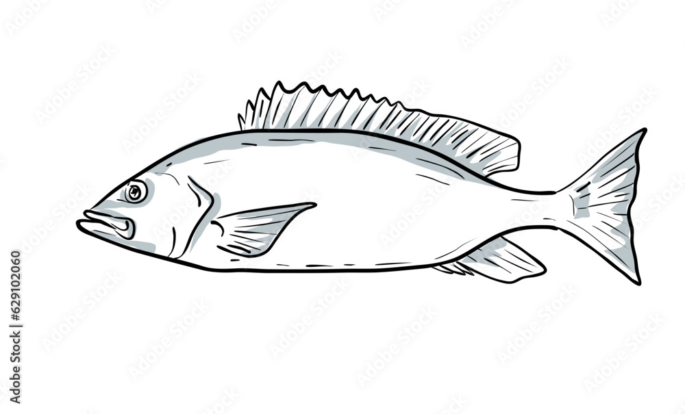 Cartoon style drawing sketch illustration of a silk snapper or Lutjanus ...