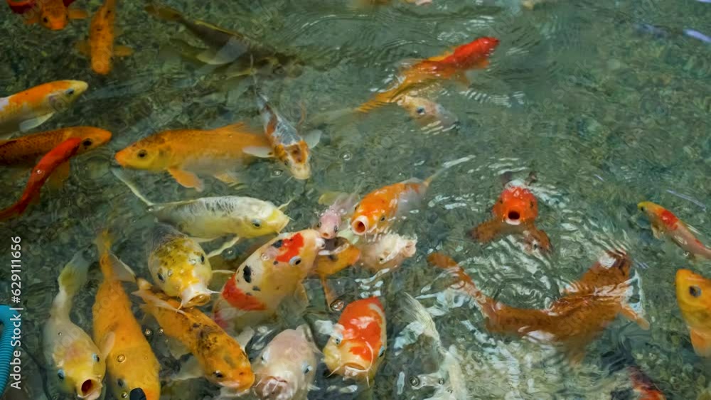 Fish underwater. Koi fish or carp fish swimming underwater. Underwater ...
