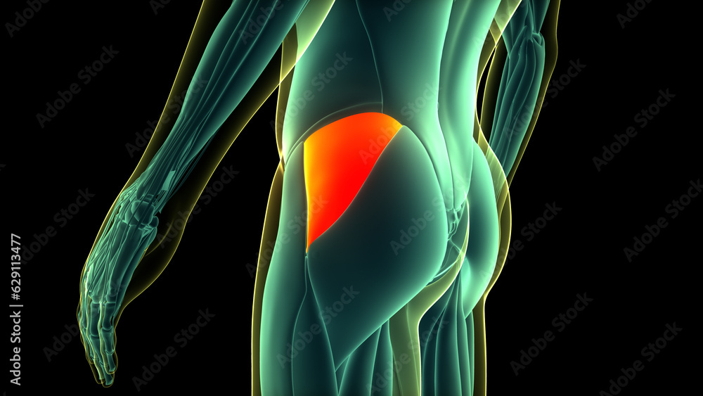 Human Muscular System Leg Muscles Gluteus Medius Muscle Anatomy Stock ...