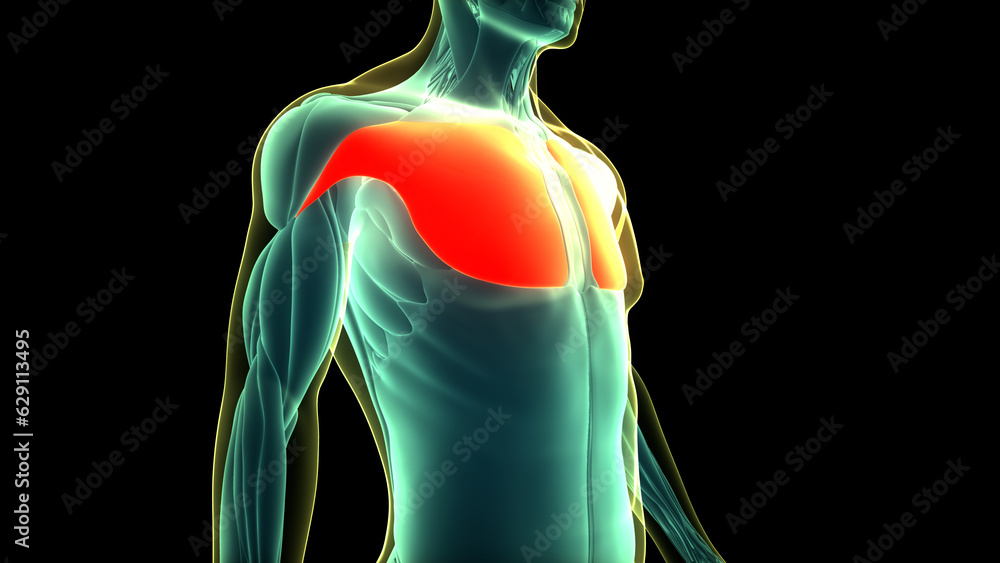 Human Muscular System Torso Muscles Pectoral Muscles Anatomy ilustração ...