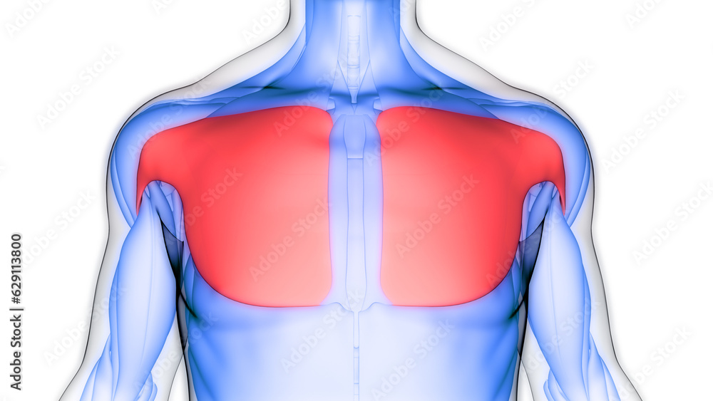 Human Muscular System Torso Muscles Pectoral Muscles Anatomy ilustração ...