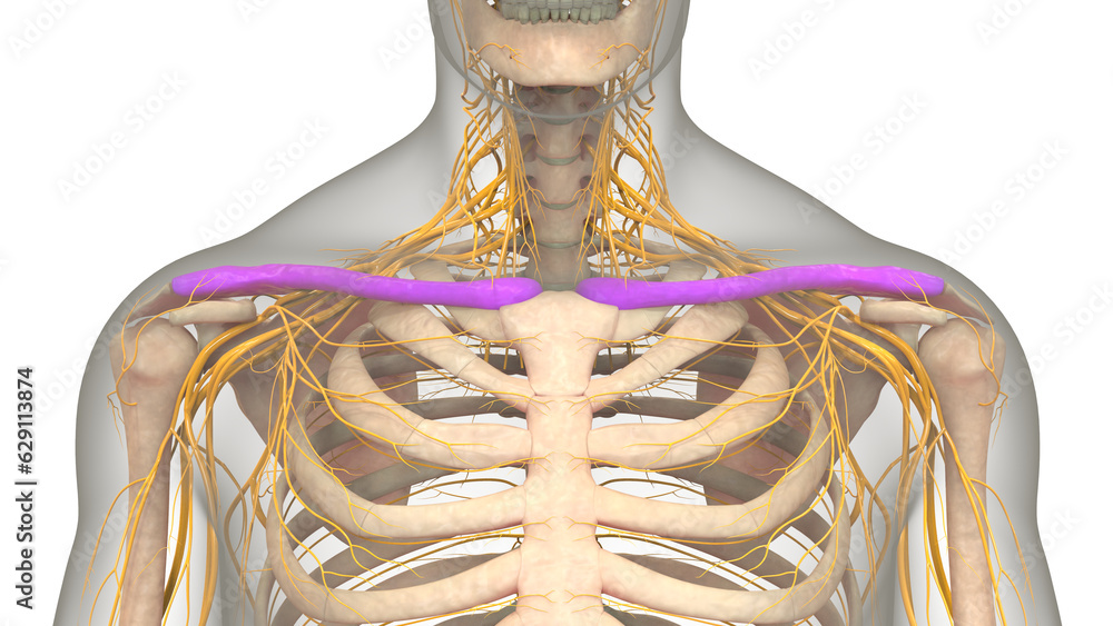 Human Skeleton System Clavicle Bone Joints Anatomy Stock Illustration ...