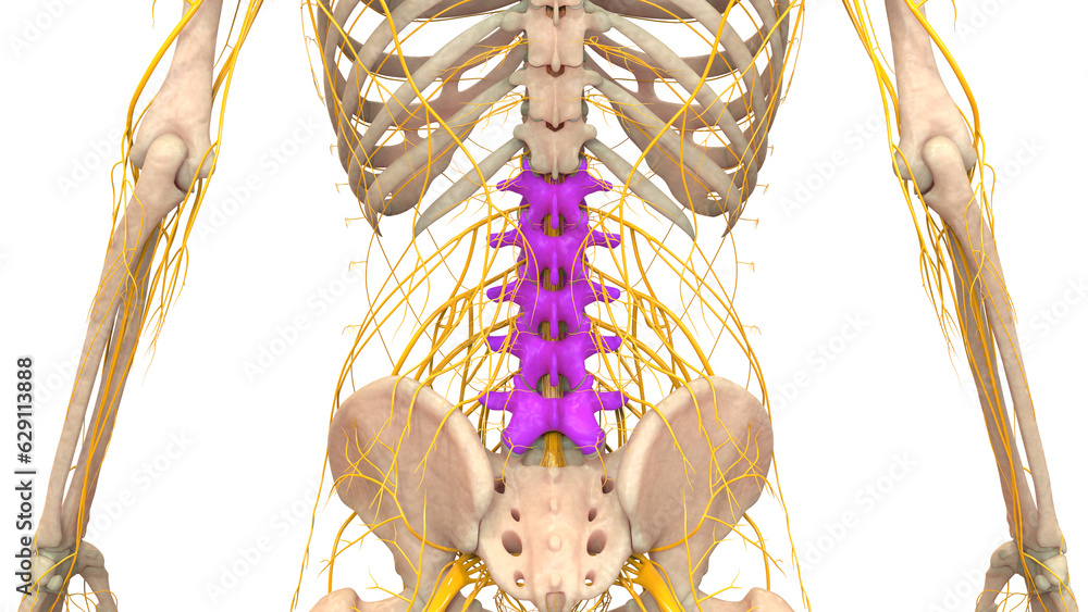 Spinal Cord Vertebral Column Lumbar Vertebrae of Human Skeleton System ...