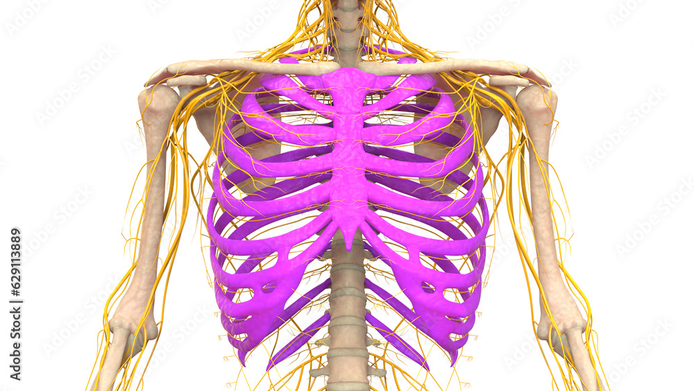 Human Skeleton System Rib Cage Bone Joints Anatomy Stock Illustration ...