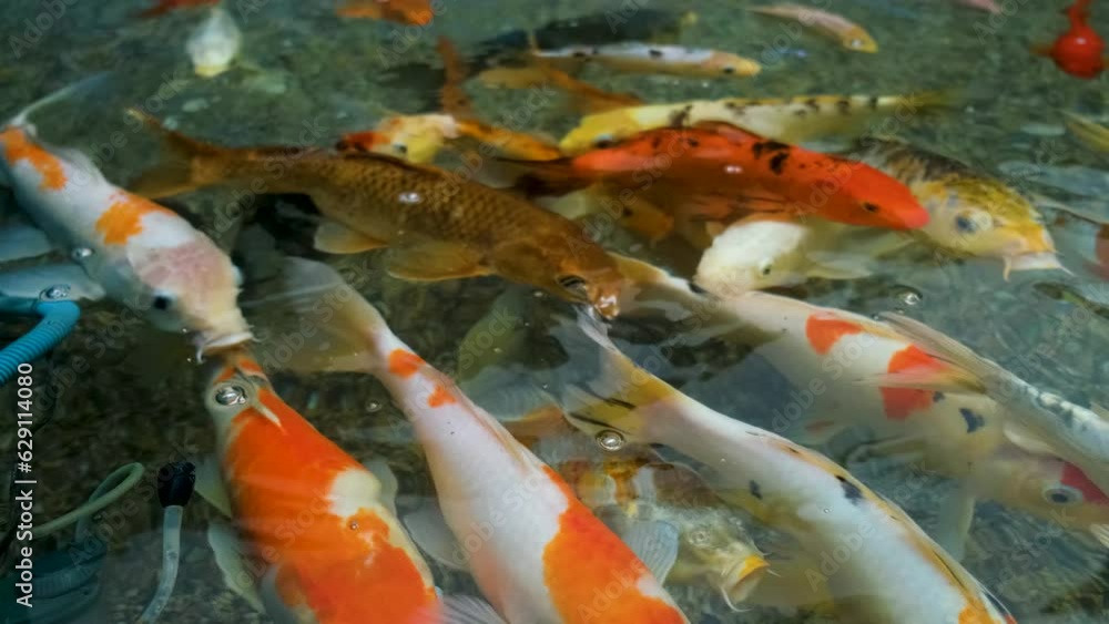 Fish underwater. Koi fish or carp fish swimming underwater. Underwater ...