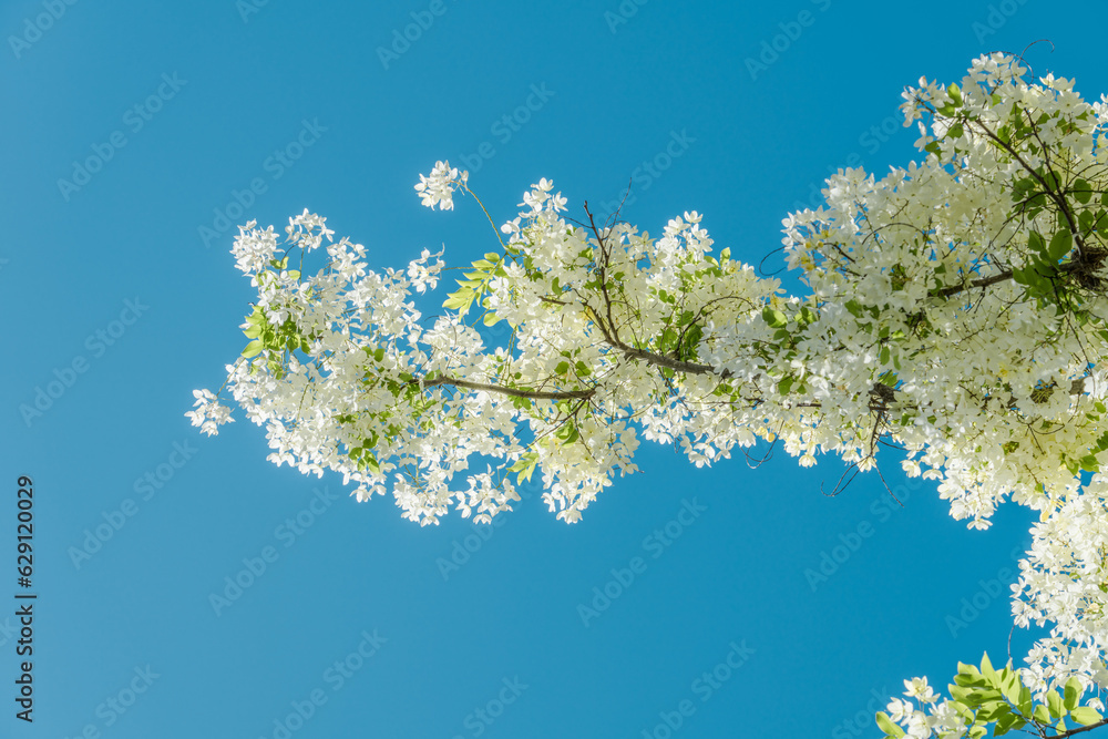 Cassia x neliae, Rainbow Shower Tree 'Queen's Hospital White',Cassia ...