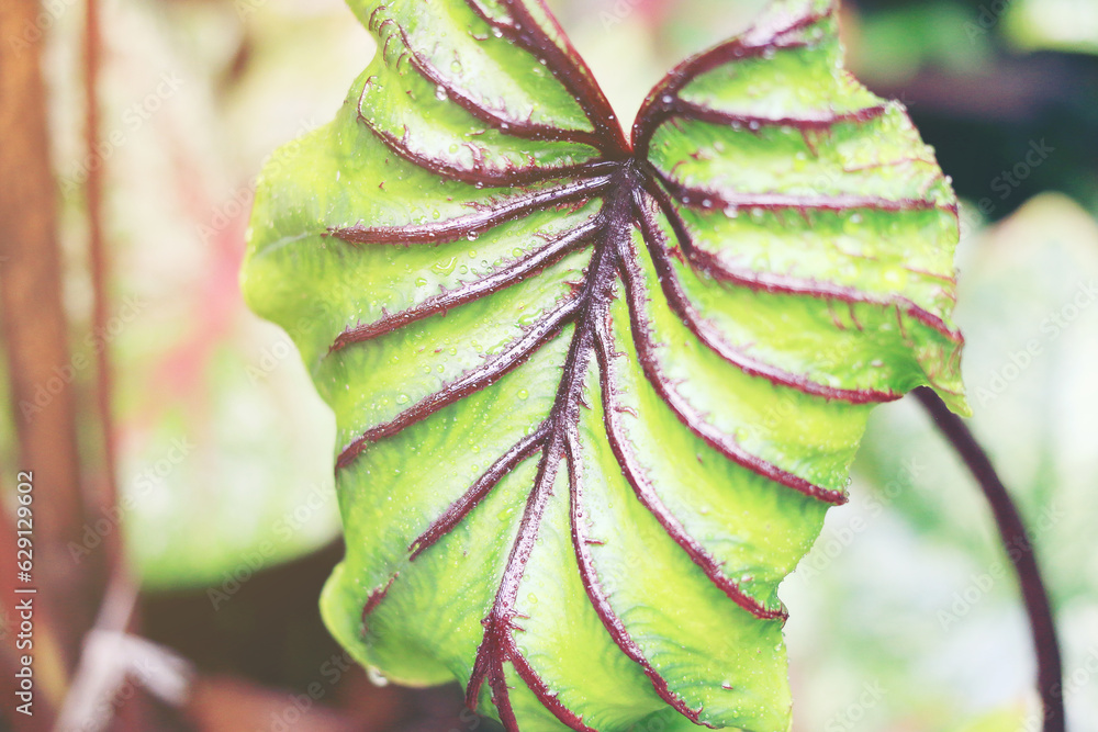 Beautiful green tree Colocasia pharaoh mask in the garden ,colocasia ...