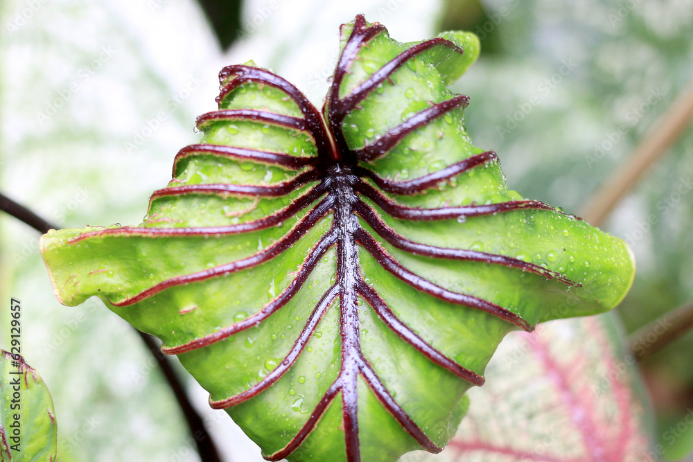 Beautiful green tree Colocasia pharaoh mask in the garden ,colocasia ...