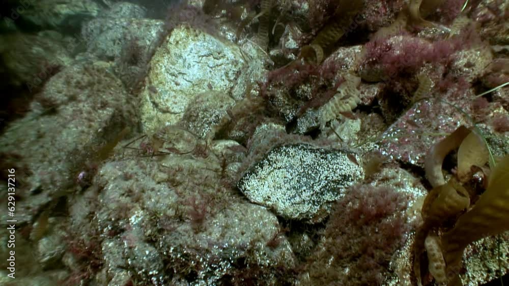 Seaweed species and underwater plant life in Japanese Sea. Seaweed on ...