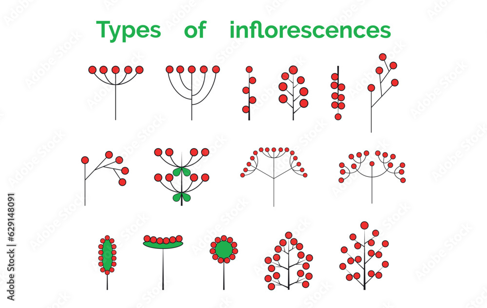 Inflorescence types. Set of vector illustrations. A visual aid for ...