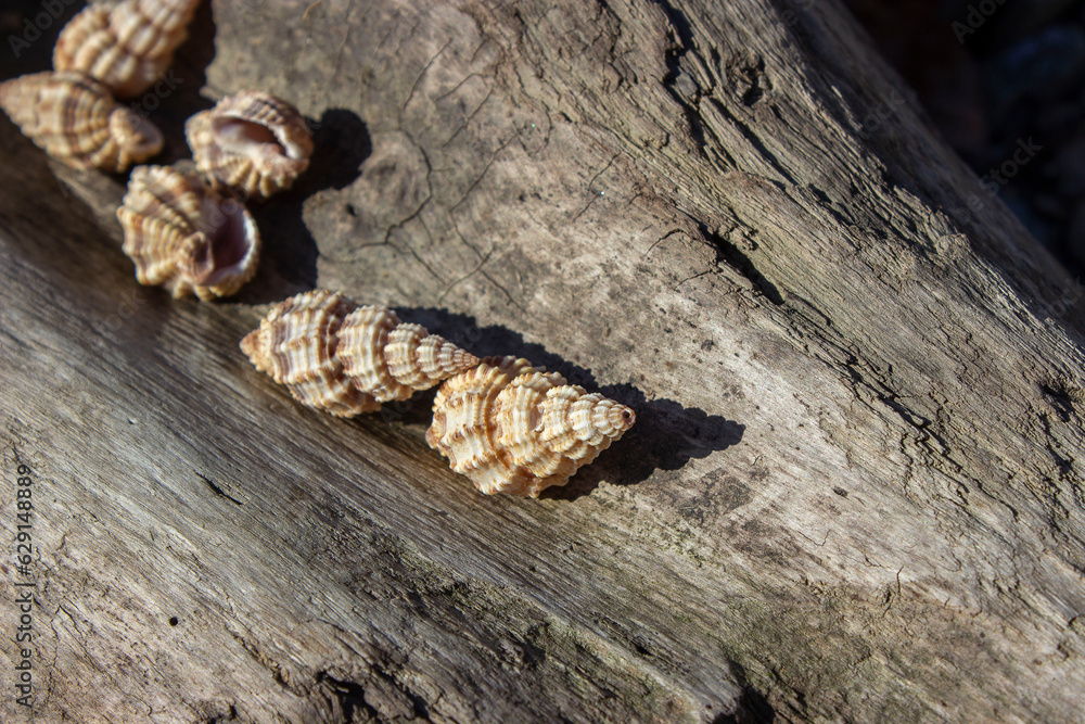 Phos senticosus (Common Pacific Phos or Thorny Phos), a species of sea ...