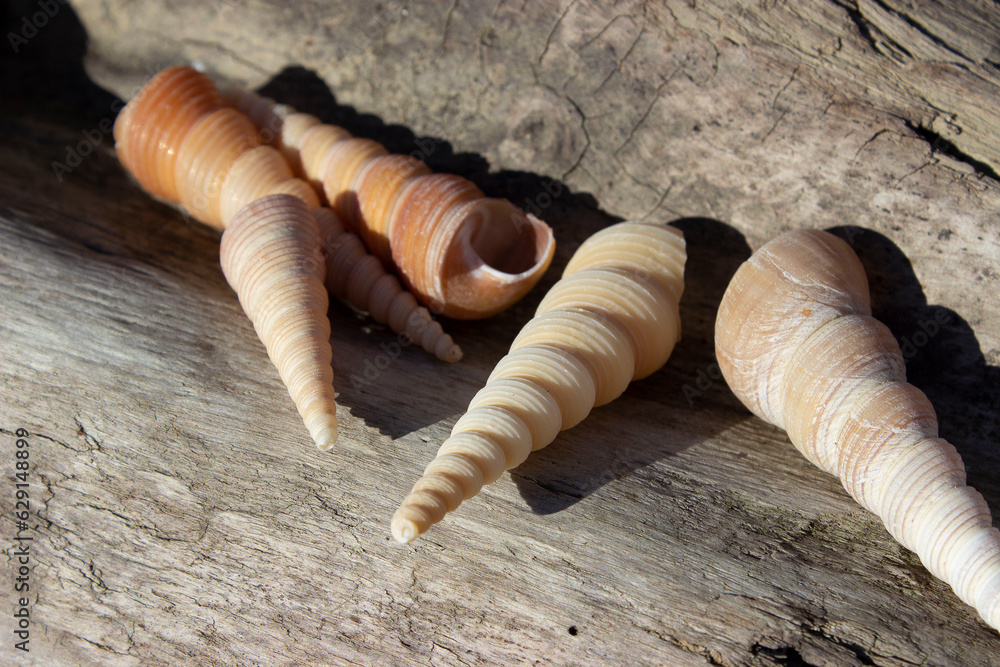 Turritella terebra is a species of sea snail, a marine gastropod ...