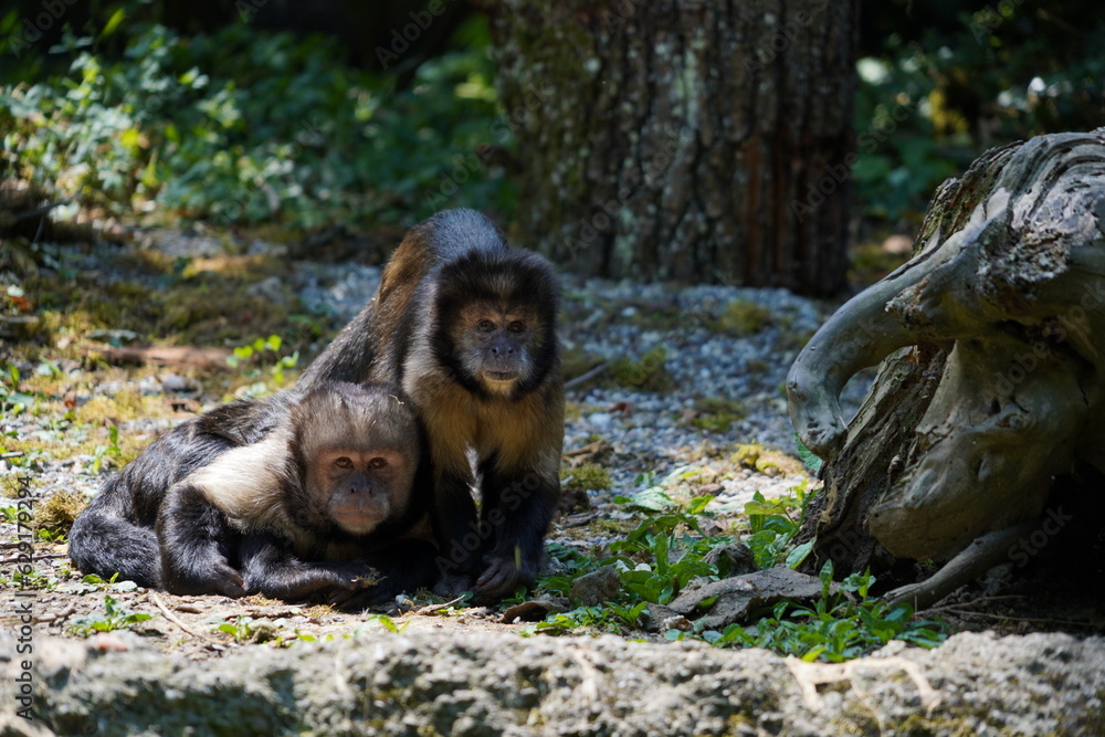 Two Golden-bellied capuchins, monkeys called in Latin Sapajus ...