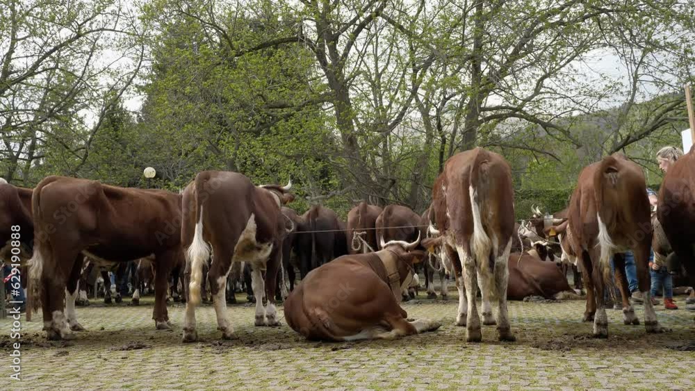 Wideo Stock: cows. cows at the show. sale of cows. farming ...
