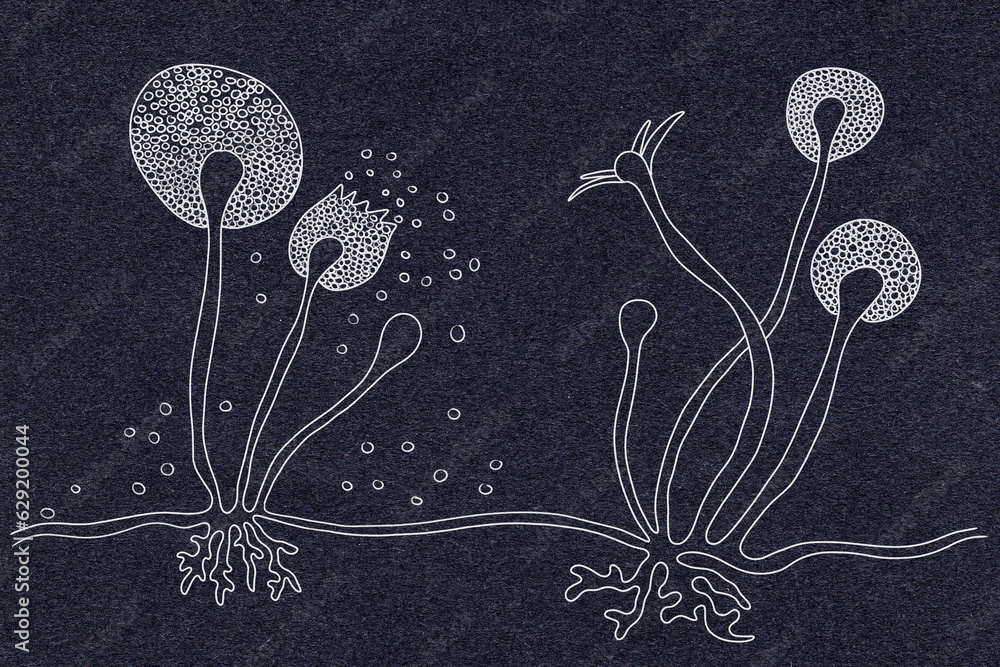 Structure of Rhizopus mold, also known as bread mold, black fungus ...