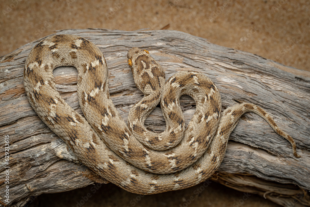 saw scaled viper one of the most venomous snake in UAE Stock Photo ...