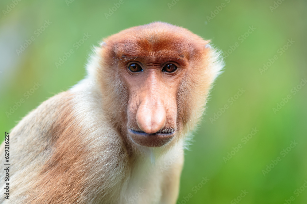 The proboscis monkey (Nasalis larvatus) or long-nosed monkey is a reddish-brown arboreal Old ...