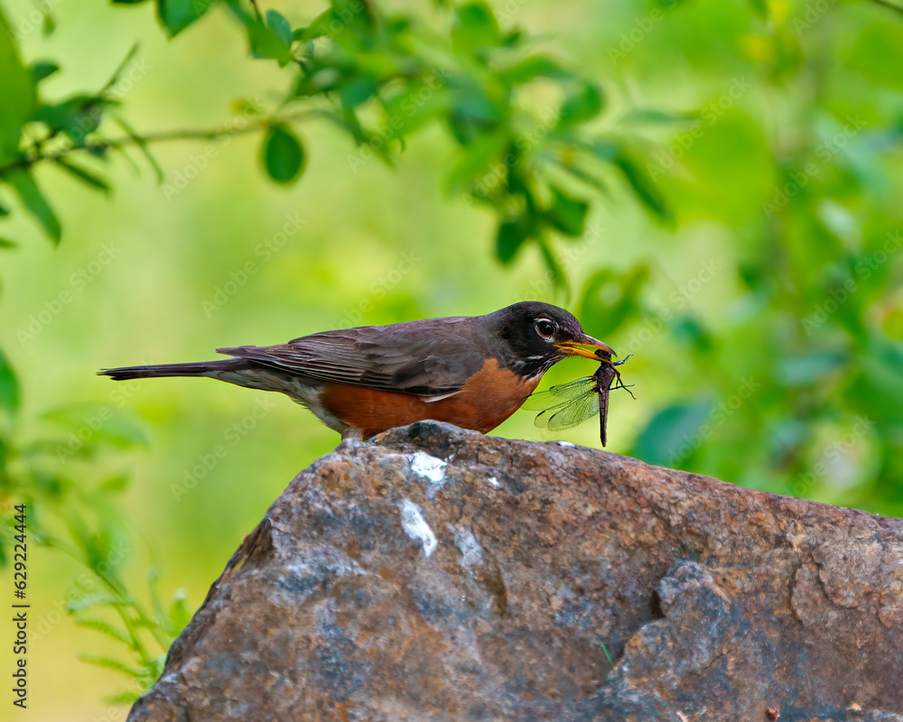 American Robin Photo and Image. Close-up side view, standing on a rock ...