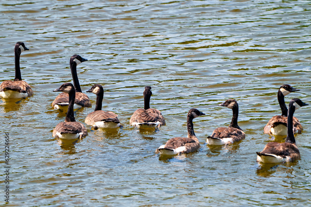 Canada Geese Photo and Image. Group of Canada Geese rear view swimming ...