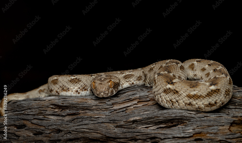 saw scaled viper one of the most venomous snake in UAE deserts Stock ...